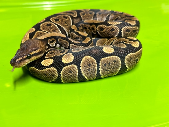 Mahogany YB 100% Het Ultra Ball Python by Tennessee Constrictors ...