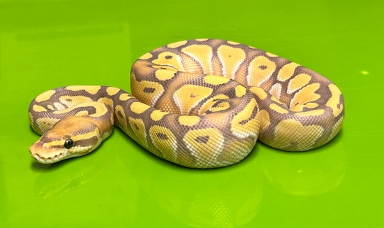 Banana Lesser Calico Ball Python by Tennessee Constrictors-Storybook ...