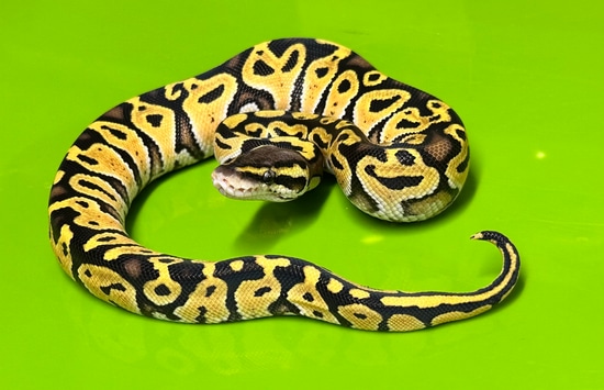 Pastel YB Special Ball Python by Tennessee Constrictors-Storybook Serpents
