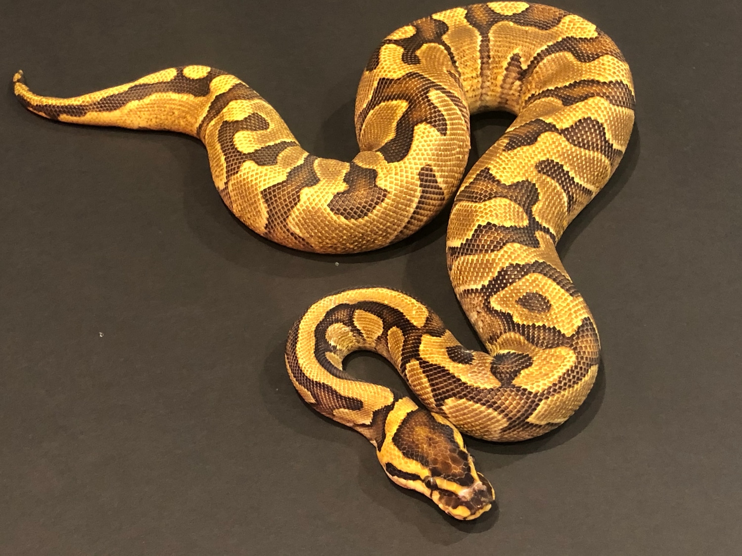 Enchi YB Het Clown Ball Python by Str8Fire Reptiles - MorphMarket
