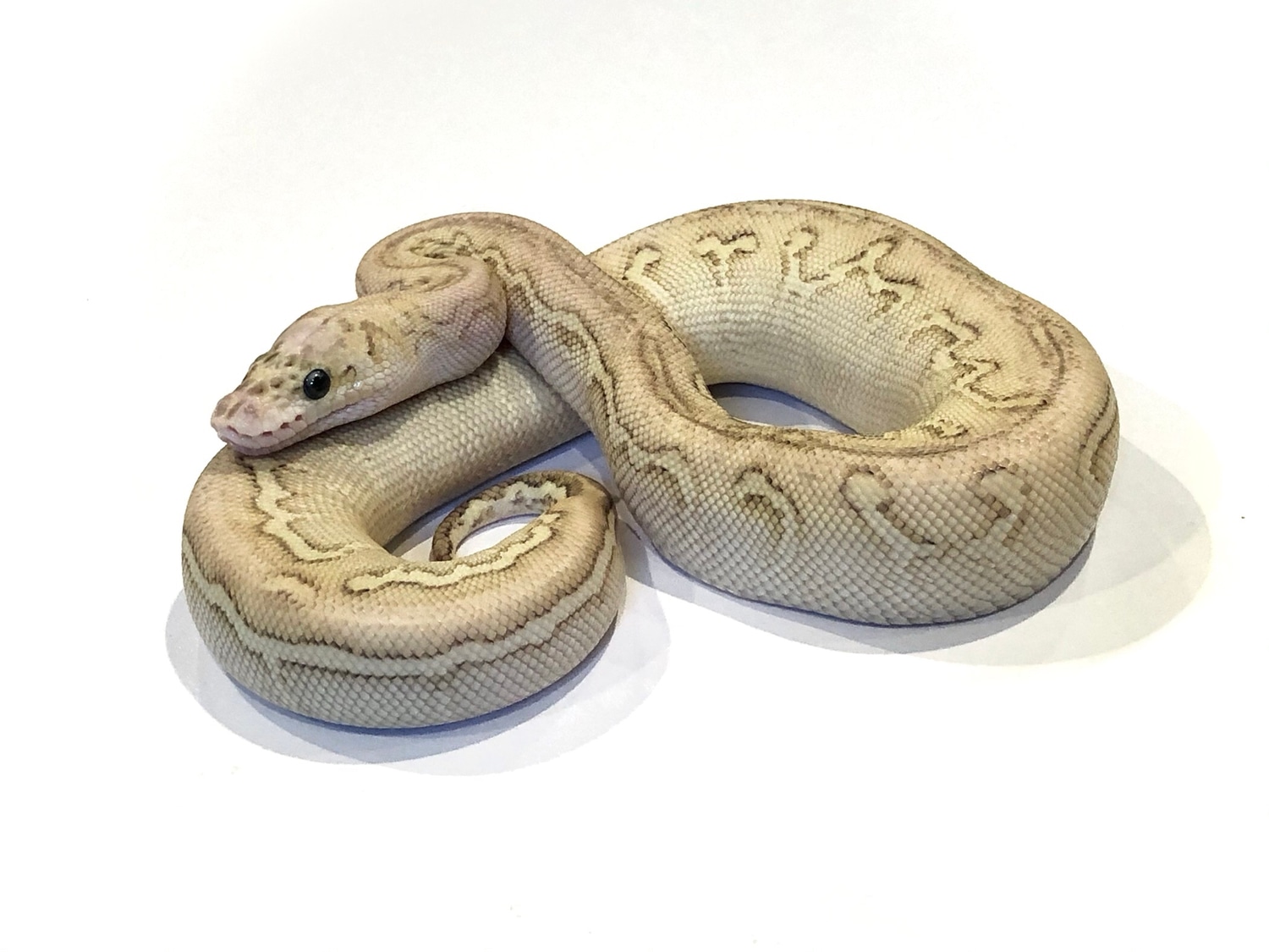 Pastel Lesser YB Hurricane Clown Ball Python by Str8Fire Reptiles ...