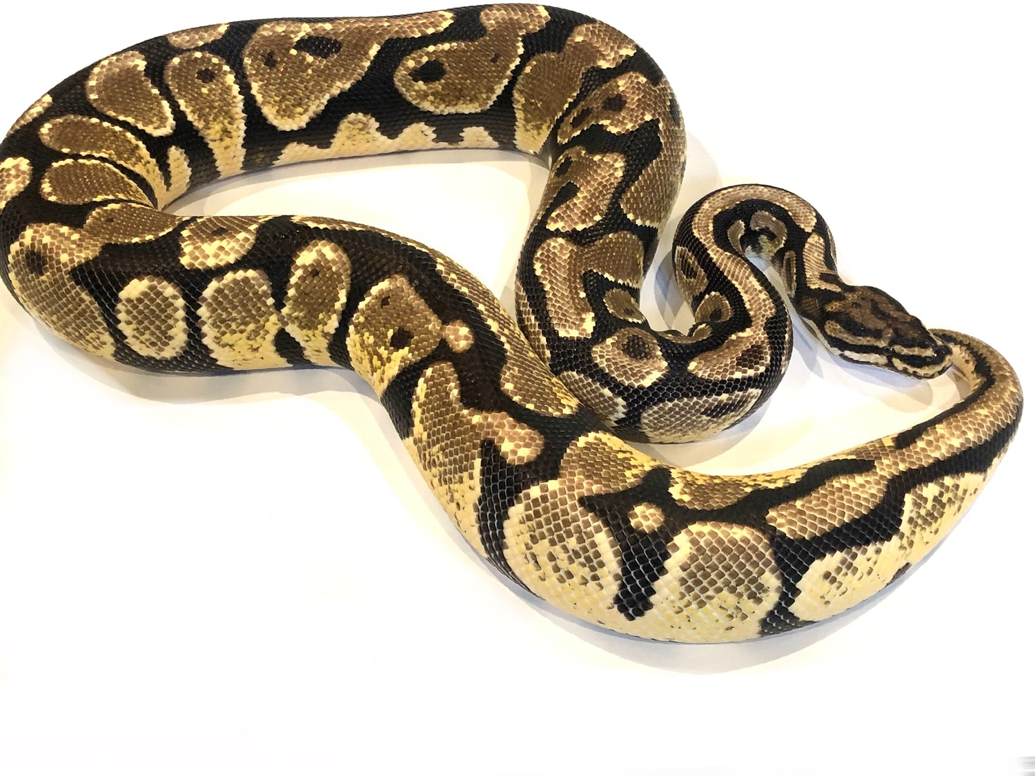 Orange Dream Spotnose Ball Python by Str8Fire Reptiles - MorphMarket