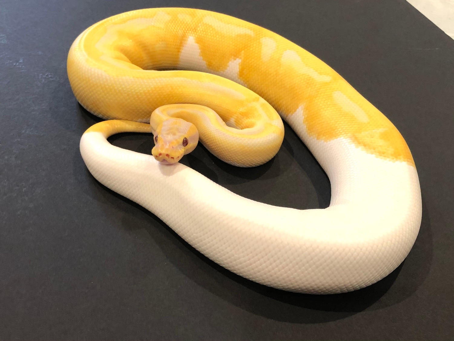 Dreamsicle Ball Python by Str8Fire Reptiles - MorphMarket