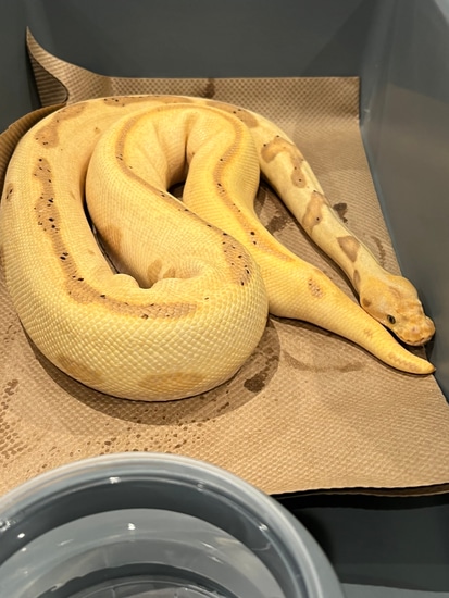 Banana Enchi Leopard Clown Possible YB Poss Het Pied Ball Python by ...