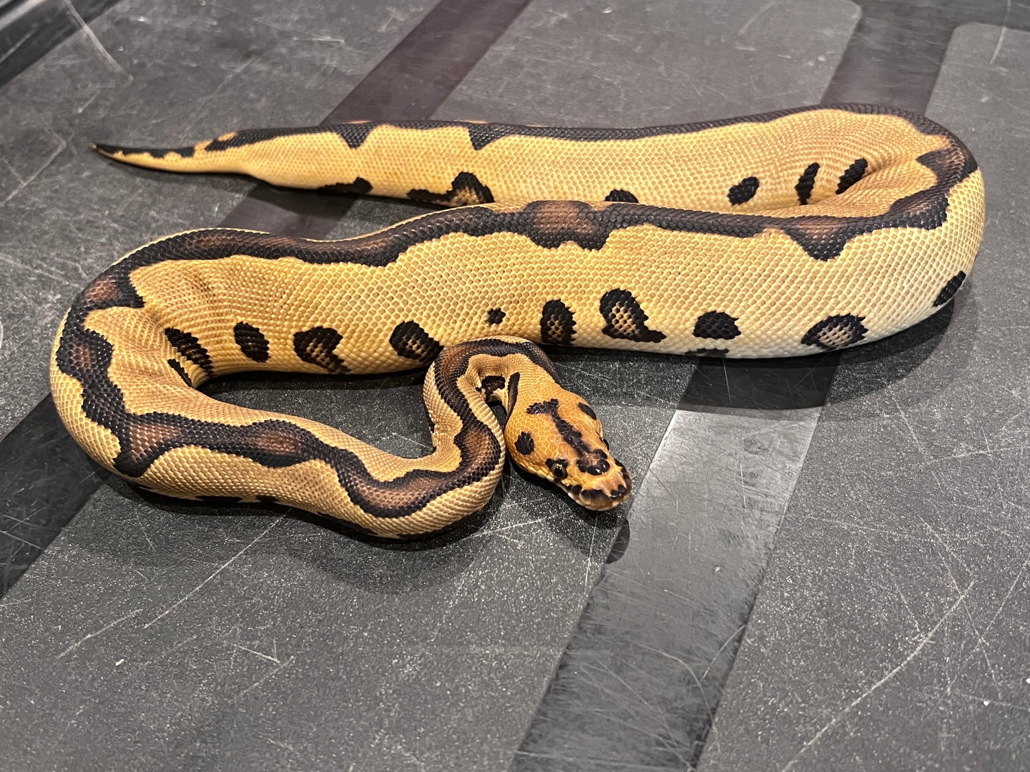 Orange Dream Leopard YB Clown Ball Python by Str8Fire Reptiles - MorphMarket