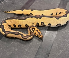 Orange Dream Leopard YB Clown Ball Python by Str8Fire Reptiles - MorphMarket