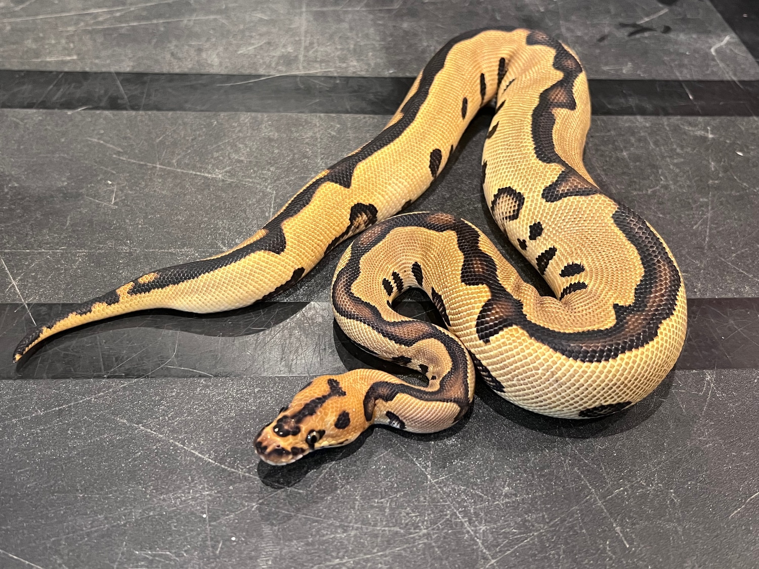 Orange Dream Leopard YB Clown Ball Python by Str8Fire Reptiles - MorphMarket