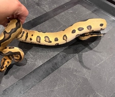 Orange Dream Leopard YB Clown Ball Python by Str8Fire Reptiles - MorphMarket