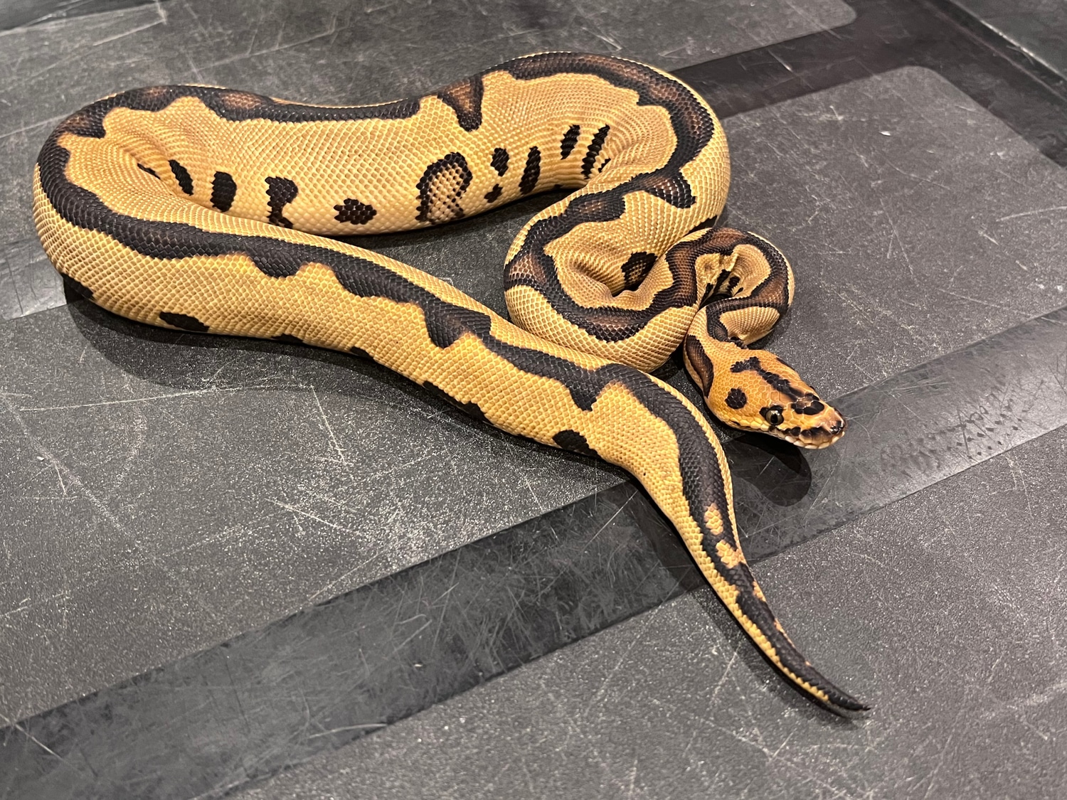 Orange Dream Leopard YB Clown Ball Python by Str8Fire Reptiles ...