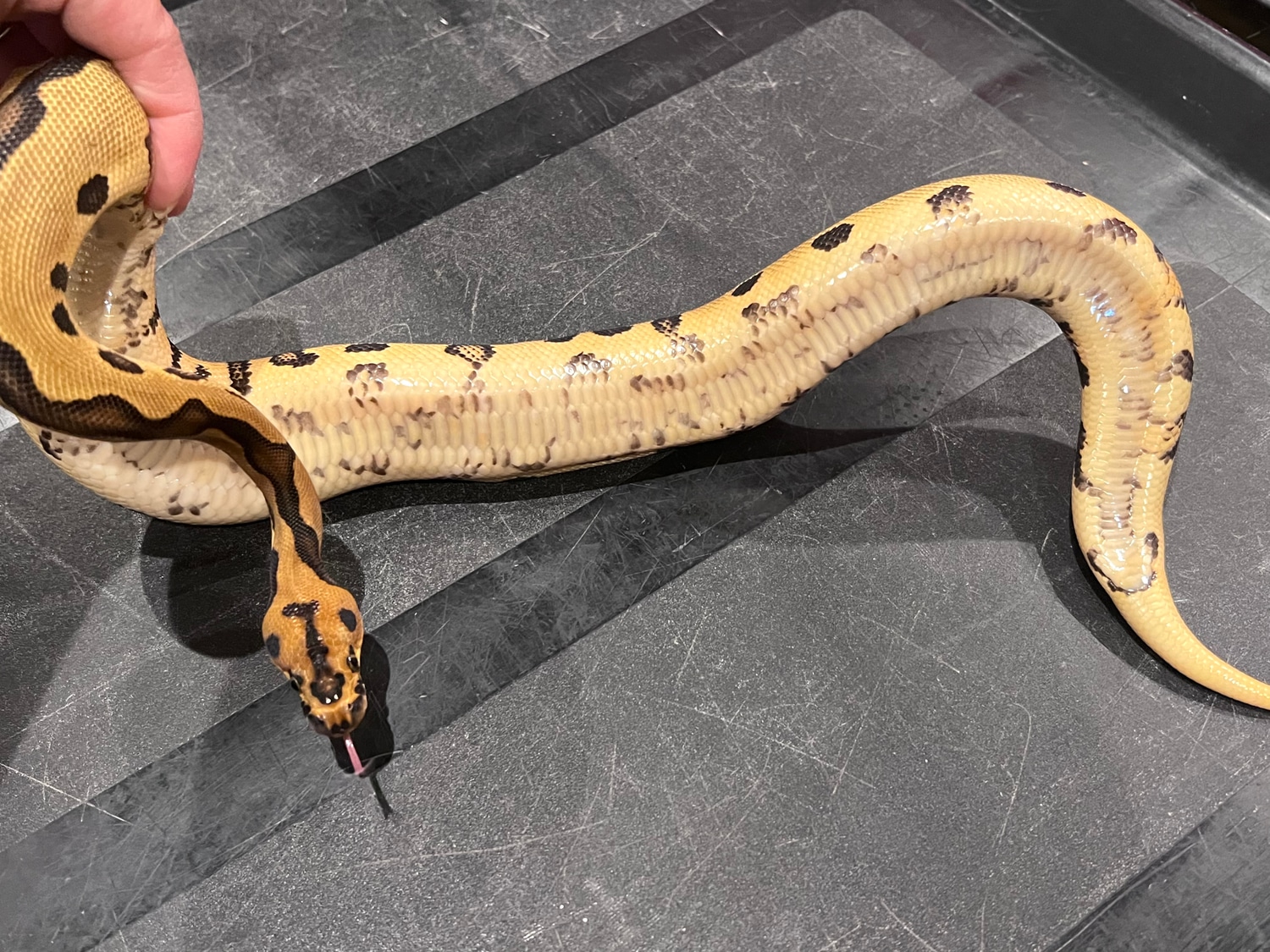 Orange Dream Leopard YB Clown Ball Python by Str8Fire Reptiles - MorphMarket