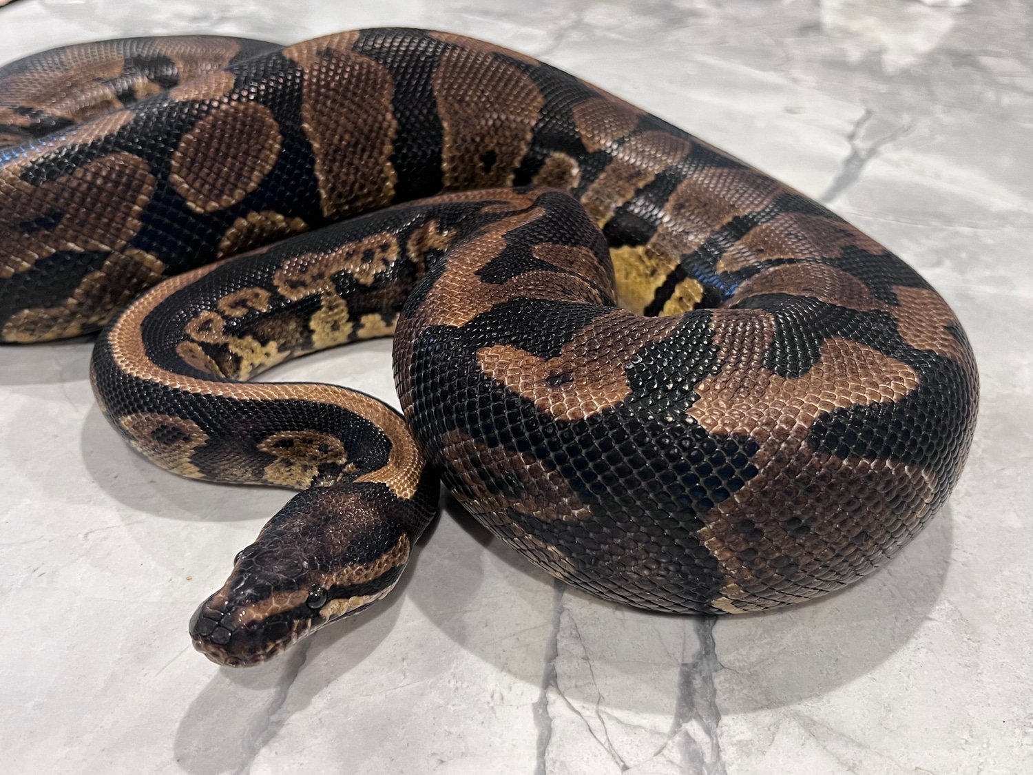 Acid Ball Python by Str8Fire Reptiles - MorphMarket