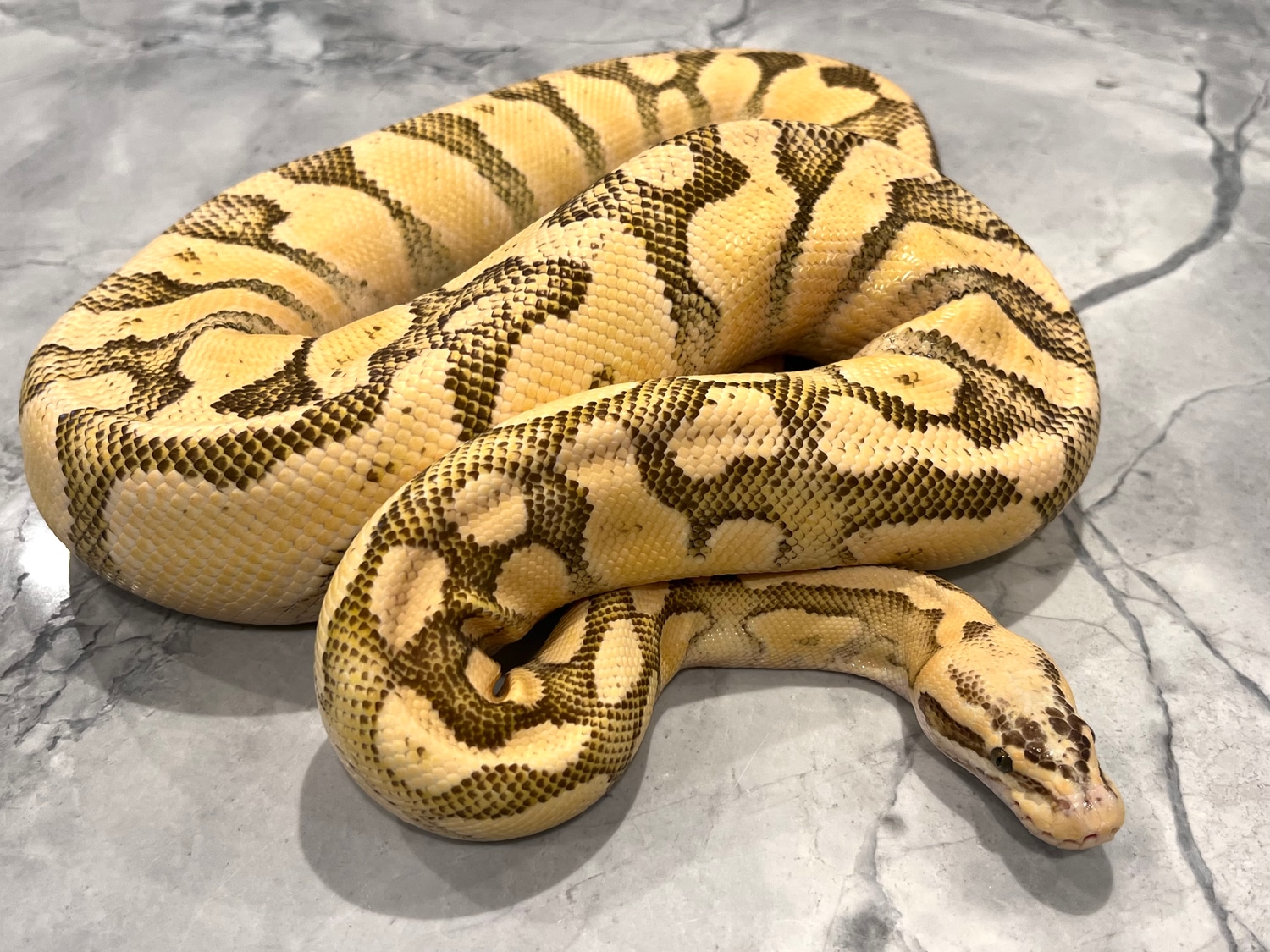 SuperFly Enchi Het Desert Ghost Poss Het Hypo Ball Python by Str8Fire Reptiles - MorphMarket