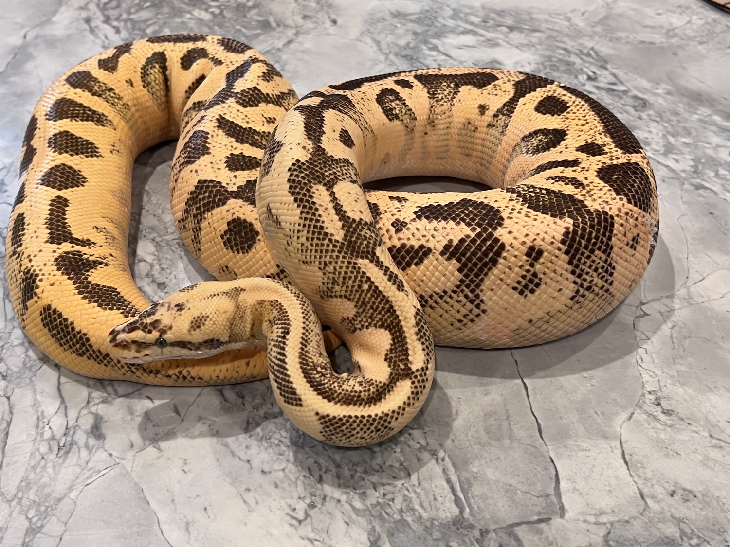 SuperFly Enchi Leopard Het Clown PH Pied Ball Python by Str8Fire Reptiles - MorphMarket