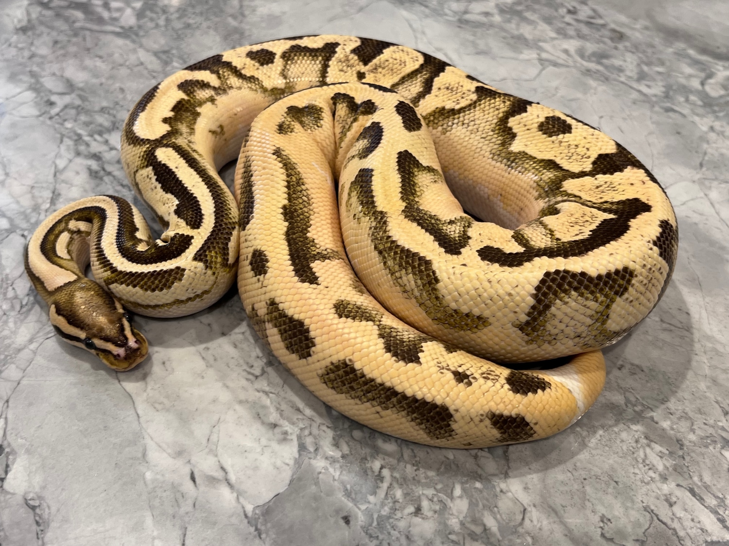 Orange Dream Fire Possible YB 100% Het Pied Ball Python by Str8Fire Reptiles - MorphMarket