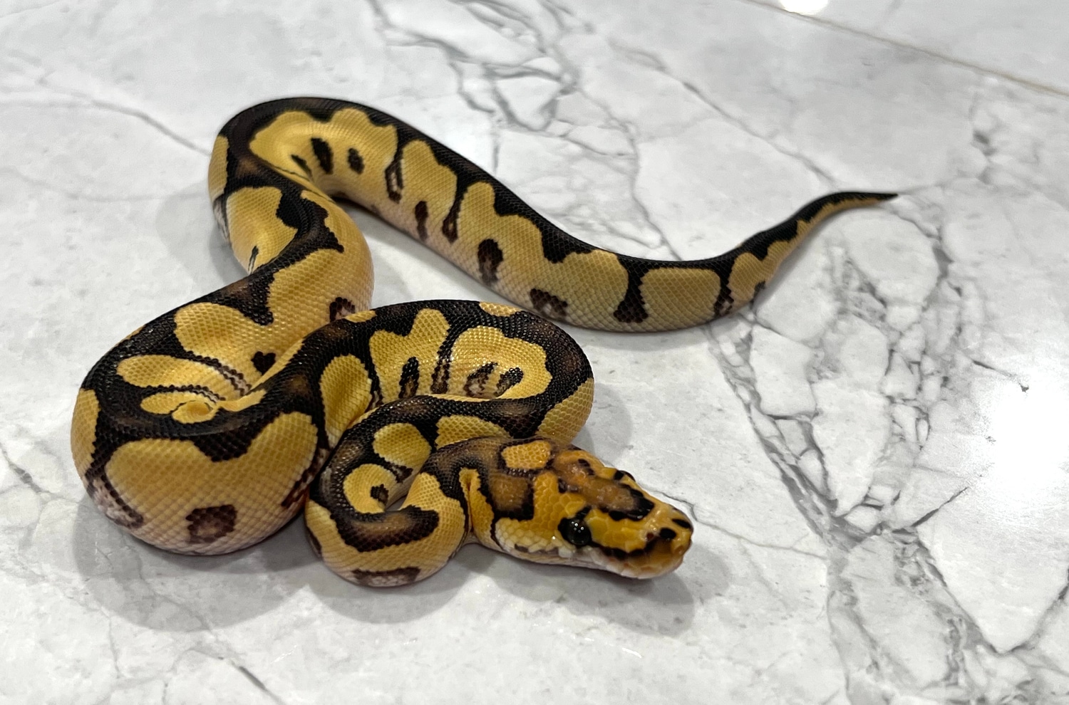 YB DG Clown Ball Python by Str8Fire Reptiles - MorphMarket