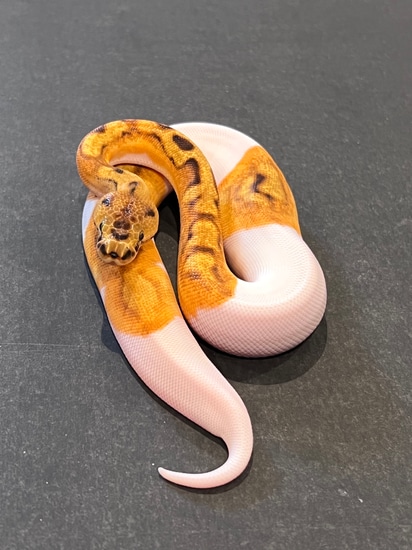 Enchi Orange Dream Clown Pied Ball Python by Str8Fire Reptiles
