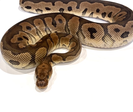 Blackhead Pastel Cypress Clown Ball Python by Str8Fire Reptiles ...