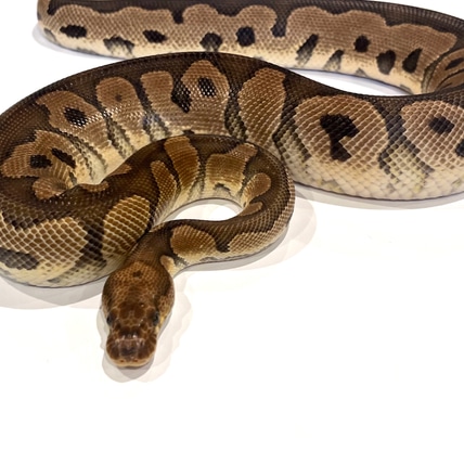 Stranger DG Clown Ball Python by Str8Fire Reptiles - MorphMarket