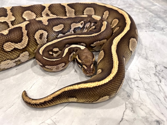 Lesser Acid Ball Python by Str8Fire Reptiles