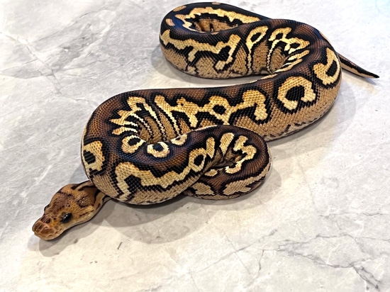 Black Pastel Orange Dream Spotnose Fire YB Clown Ball Python by ...