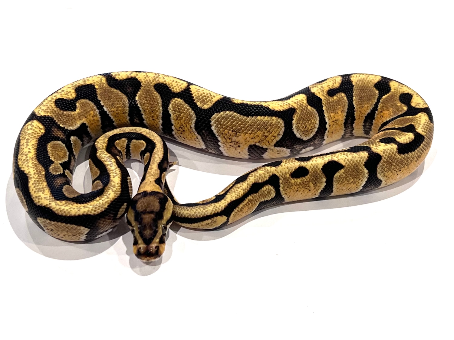 Enchi Spotnose 100% DH Desert Ghost Clown Ball Python by Str8Fire ...