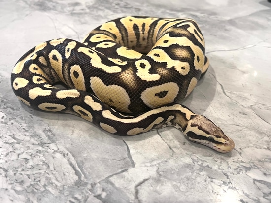 Firefly Desert Ghost Possible Het Hypo Ball Python by Str8Fire Reptiles