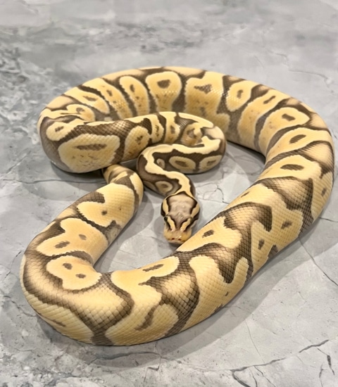 Enchi FireFly GHI Desert Ghost Ball Python by Str8Fire Reptiles