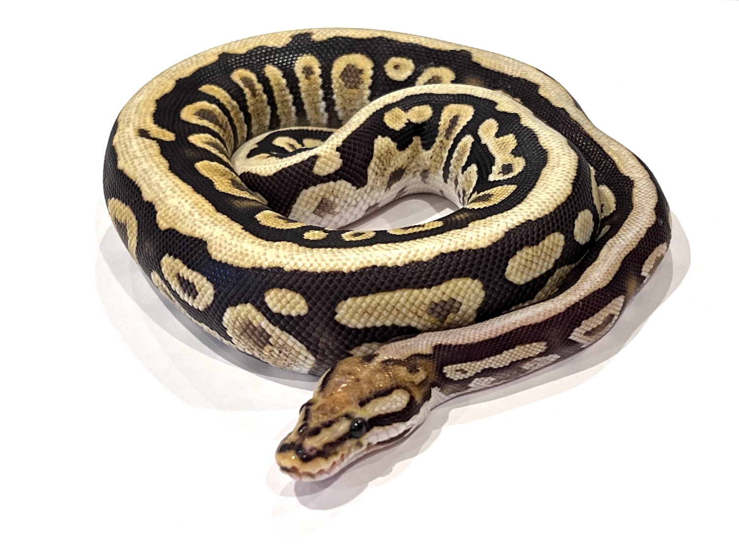 Cypress Spotnose Fire Orange Dream 100% Het Clown Ball Python by ...