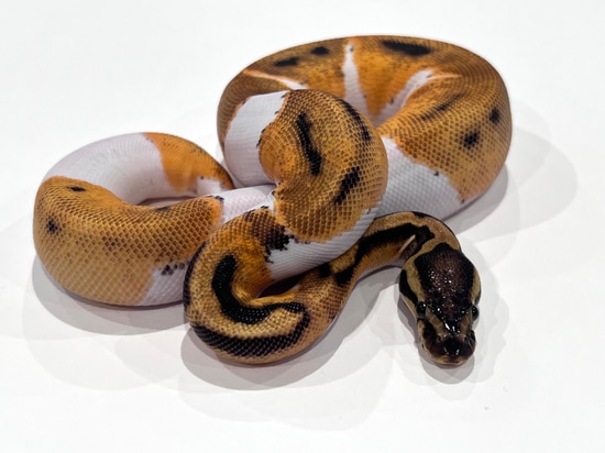 Blackhead Orange Dream Pied Het Lavender Albino Ball Python by Str8Fire ...