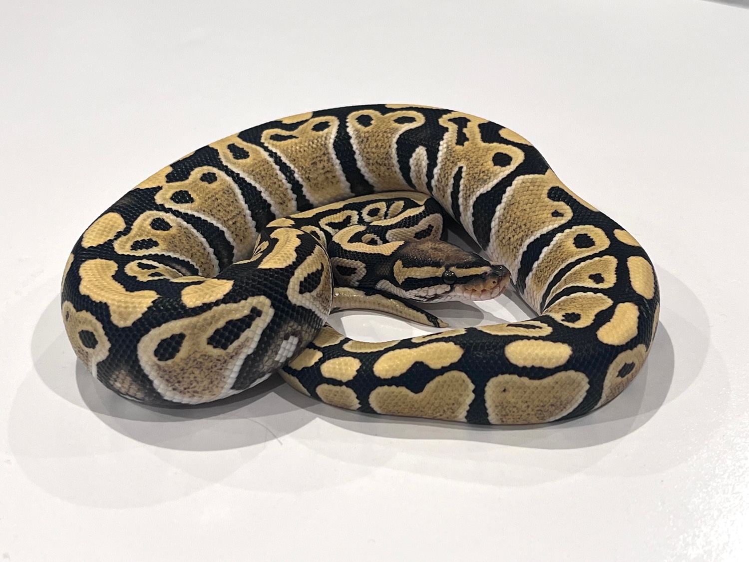 Desert Ghost Het Clown Ball Python by Str8Fire Reptiles - MorphMarket
