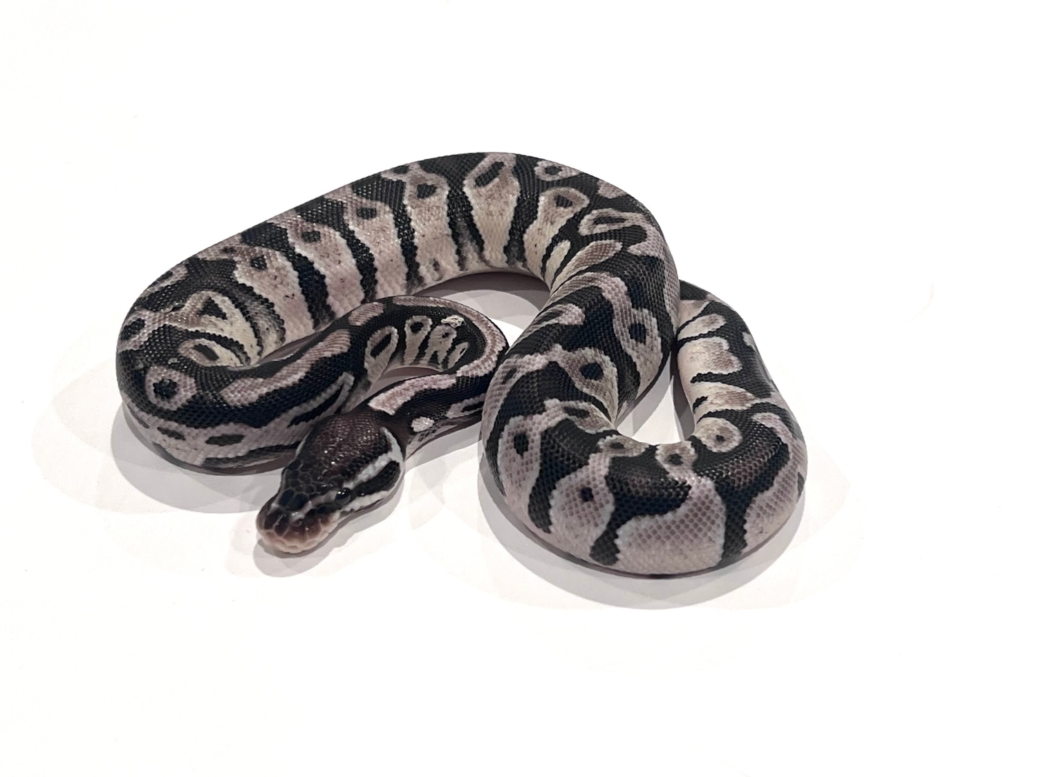 Pastel VPI Axanthic Het DG Ball Python by Str8Fire Reptiles - MorphMarket