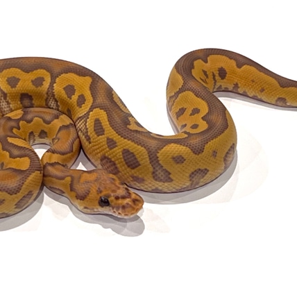 Stranger DG Clown Ball Python by Str8Fire Reptiles - MorphMarket