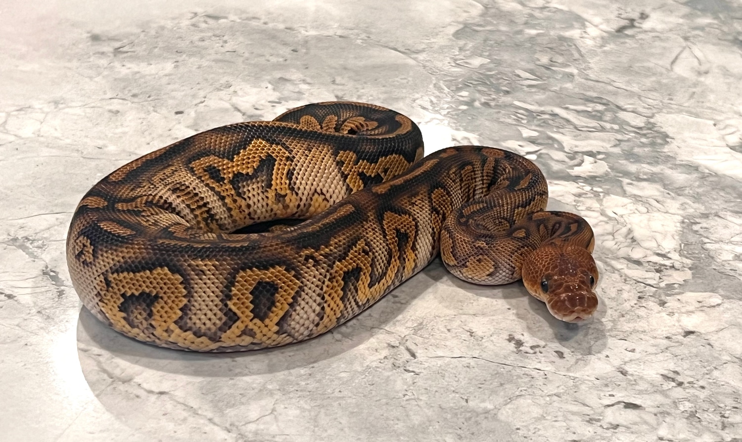 Stranger Clown Het Ultramel Ball Python by Str8Fire Reptiles - MorphMarket