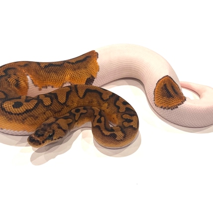 Blackhead Pastel Cypress Clown Ball Python by Str8Fire Reptiles ...