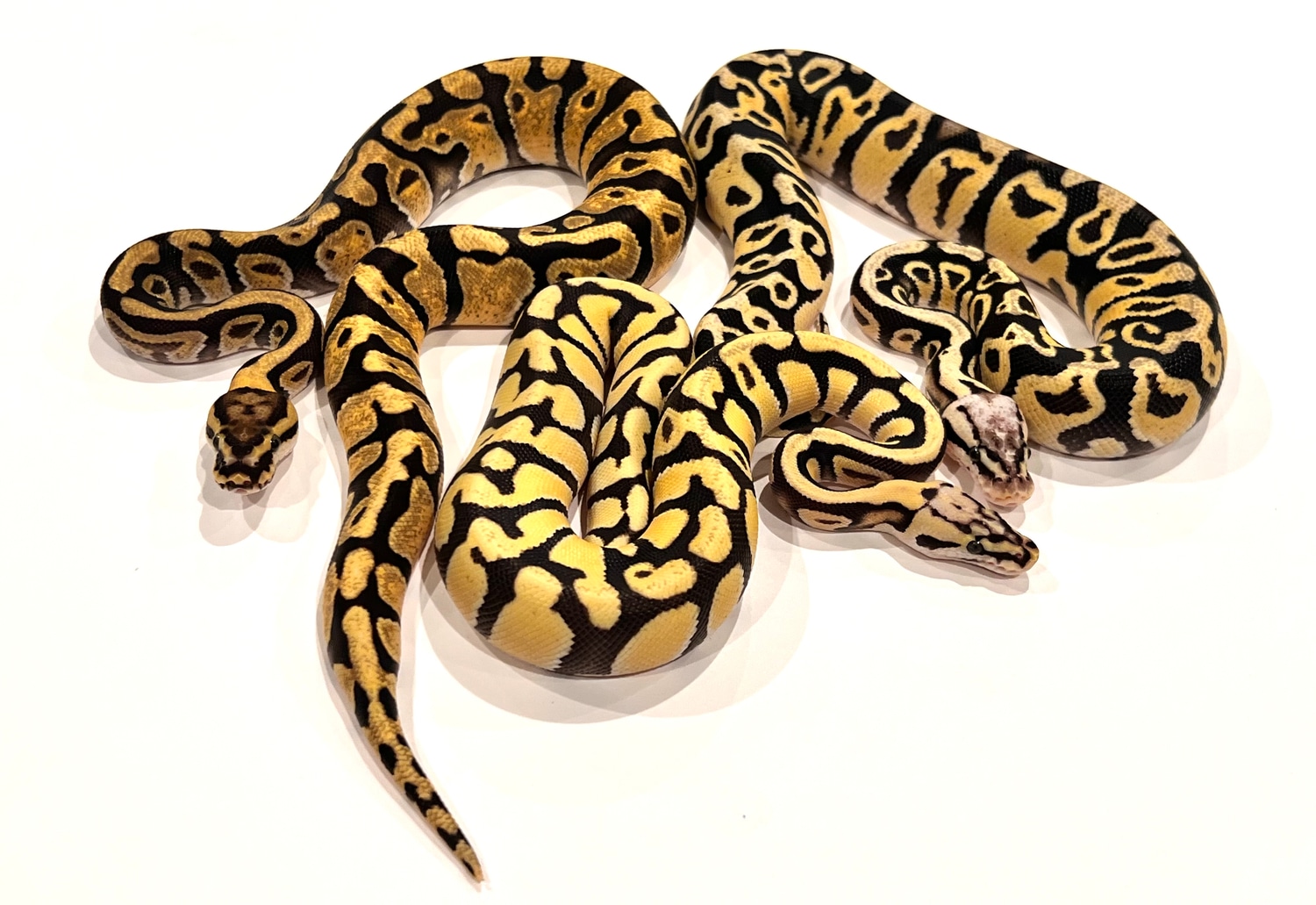 GROUP 1.2 Combo TH DG Clown VPI Axanthic Ball Python by Str8Fire ...