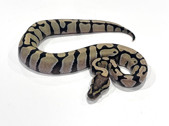 Enchi Desert Ghost Het VPI Axanthic Ball Python by Str8Fire Reptiles