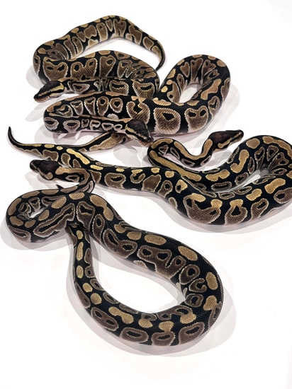 TH Desert Ghost Clown VPI Axanthic Ball Python by Str8Fire Reptiles