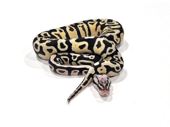 Disco Pastel TH Desert Ghost Clown VPI Axanthic Ball Python by Str8Fire ...
