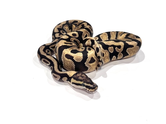 Disco Enchi TH Desert Ghost Clown VPI Axanthic Ball Python by Str8Fire ...