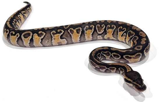 Enchi OD Hurricane Het DG Het Clown Ball Python by Str8Fire Reptiles