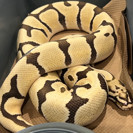 Orange Dream Spotnose Desert Ghost Ball Python by Str8Fire Reptiles