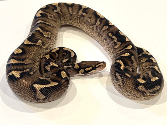 Super Asphalt Het Clown Ball Python by Str8Fire Reptiles