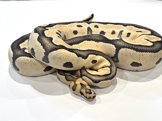 Desert Ghost Clown Ball Python by Str8Fire Reptiles