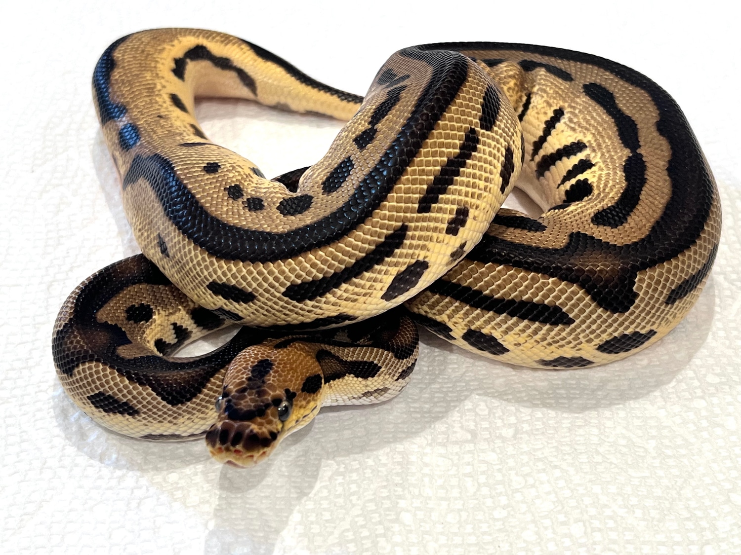 Leopard (OD) Clown het Desert Ghost Pied