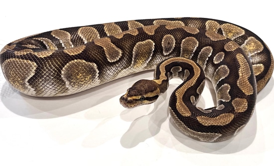 Enchi Cypress Het Clown Ball Python by Str8Fire Reptiles