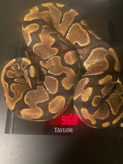 Enchi Ball Python by Ikon Snakes