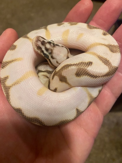Lesser Killer Calibee Ball Python by Ikon Snakes