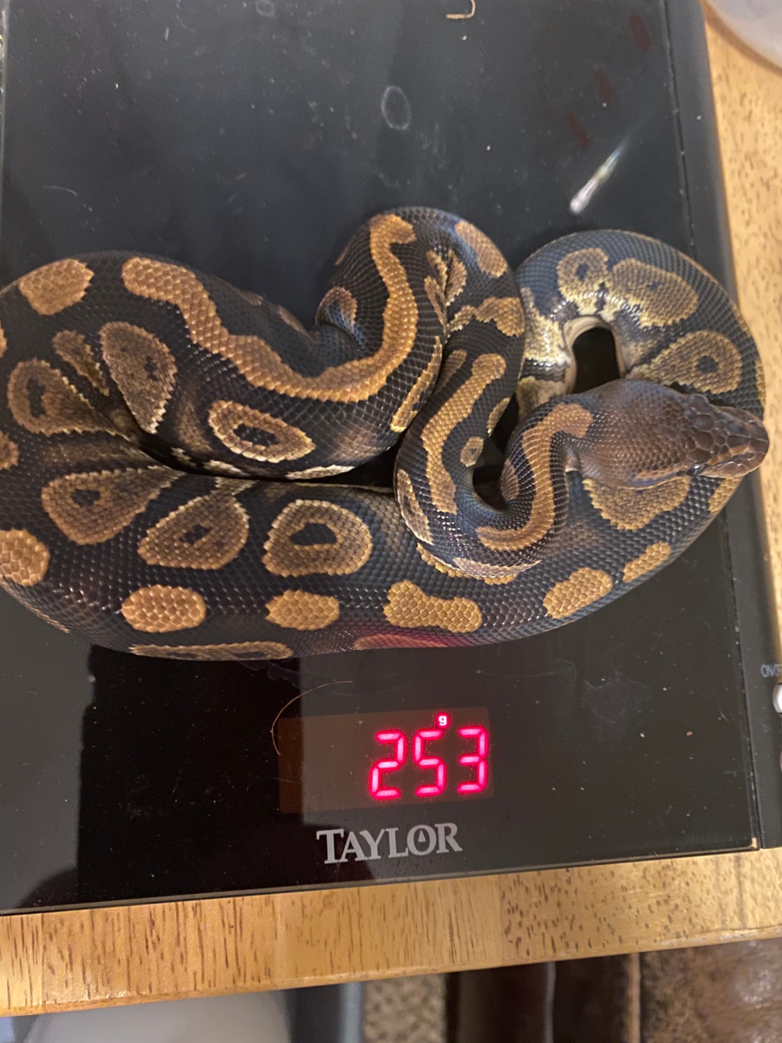 Mahogany Ball Python by Ikon Snakes - MorphMarket