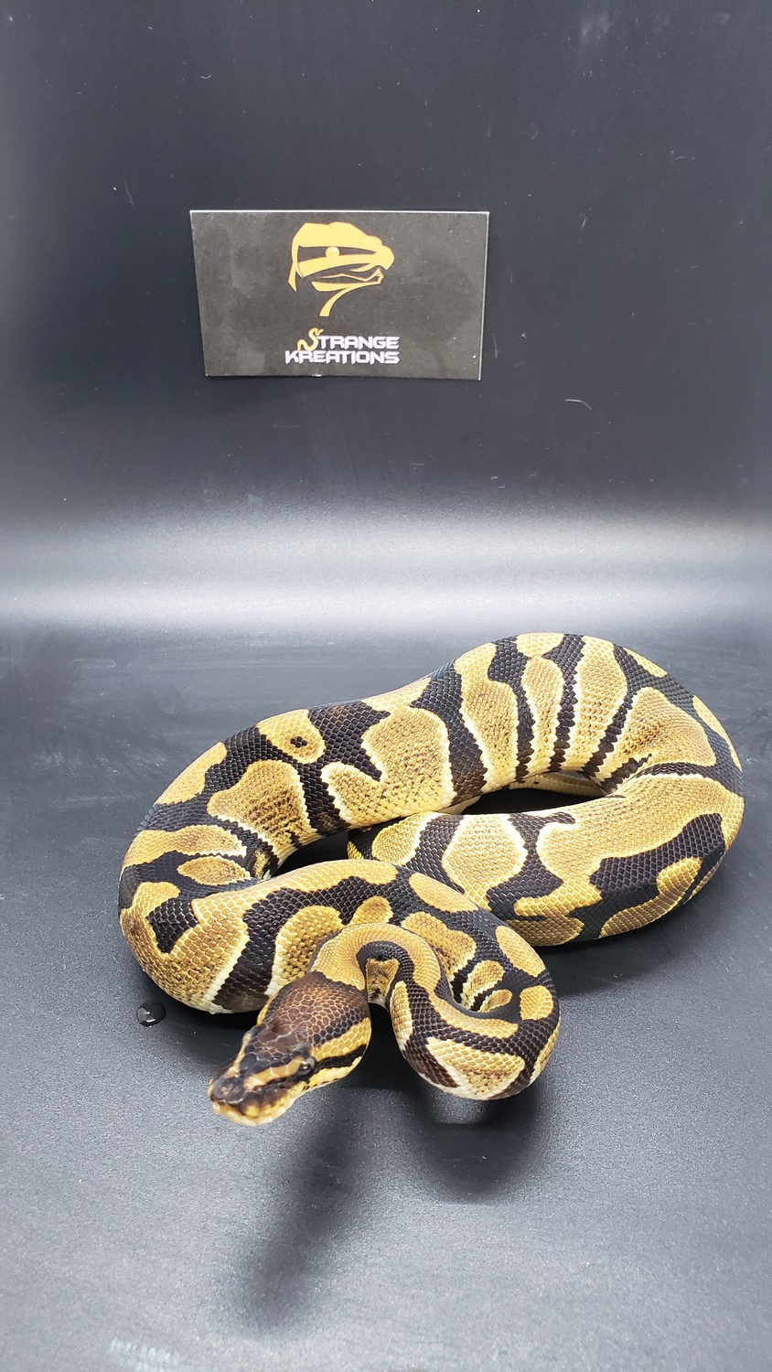 Blade Het Clown Ball Python by Strange Kreations - MorphMarket