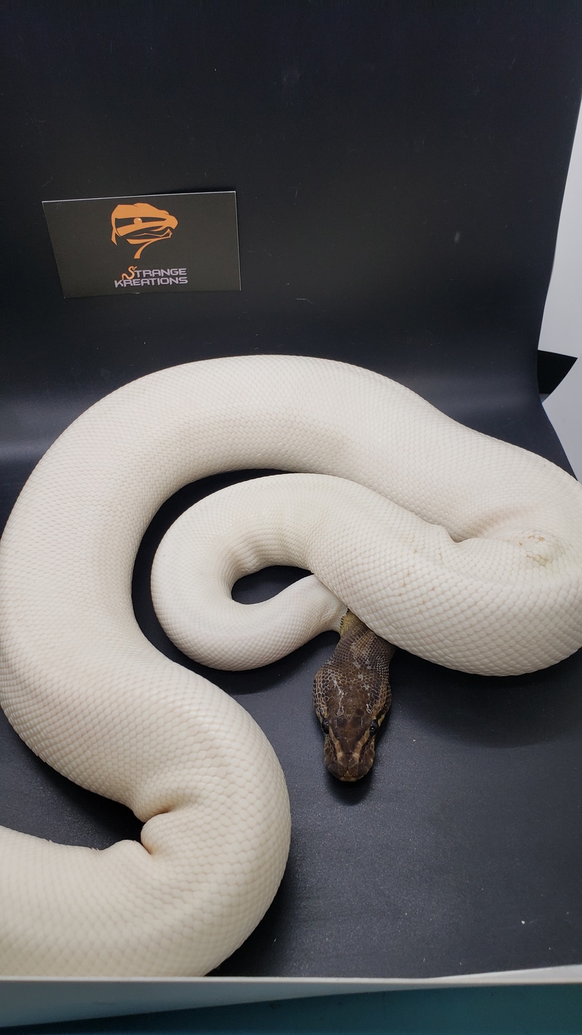 Black Pastel Pied Ball Python by Strange Kreations - MorphMarket